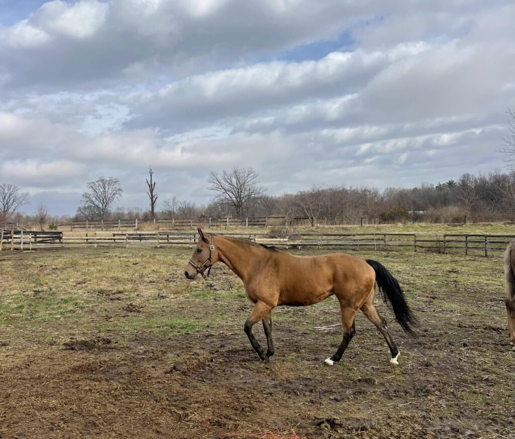 Redstone Ranch DE • Available For Adoption